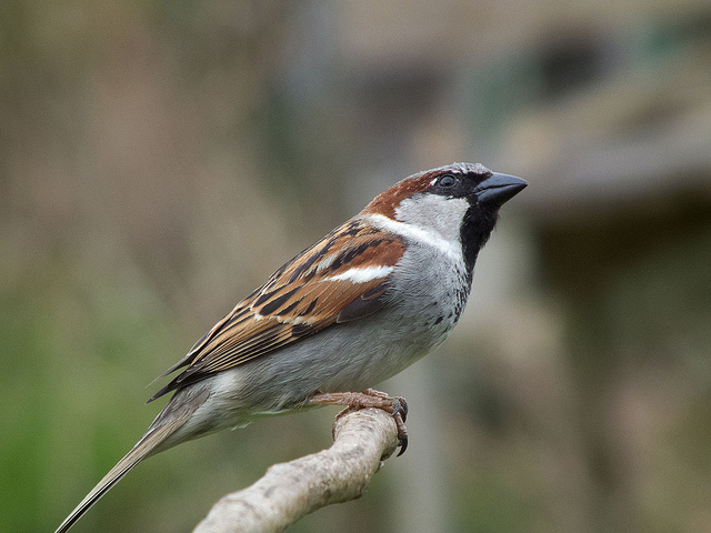 Learn About Sparrows Glasgow House Sparrow Project